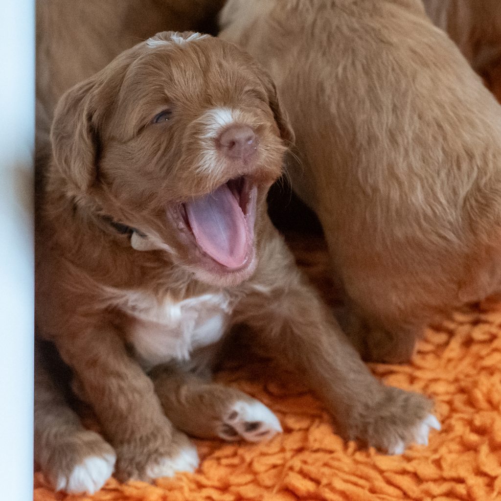 Geplande nestjes Australian Labradoodle - Orange Aussie Doodles